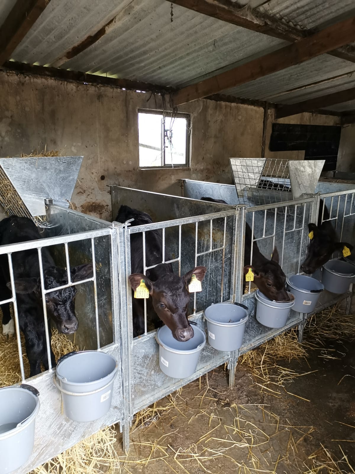 Calf Pens - Solid Side and Timber Floor – Leam Agri Ltd
