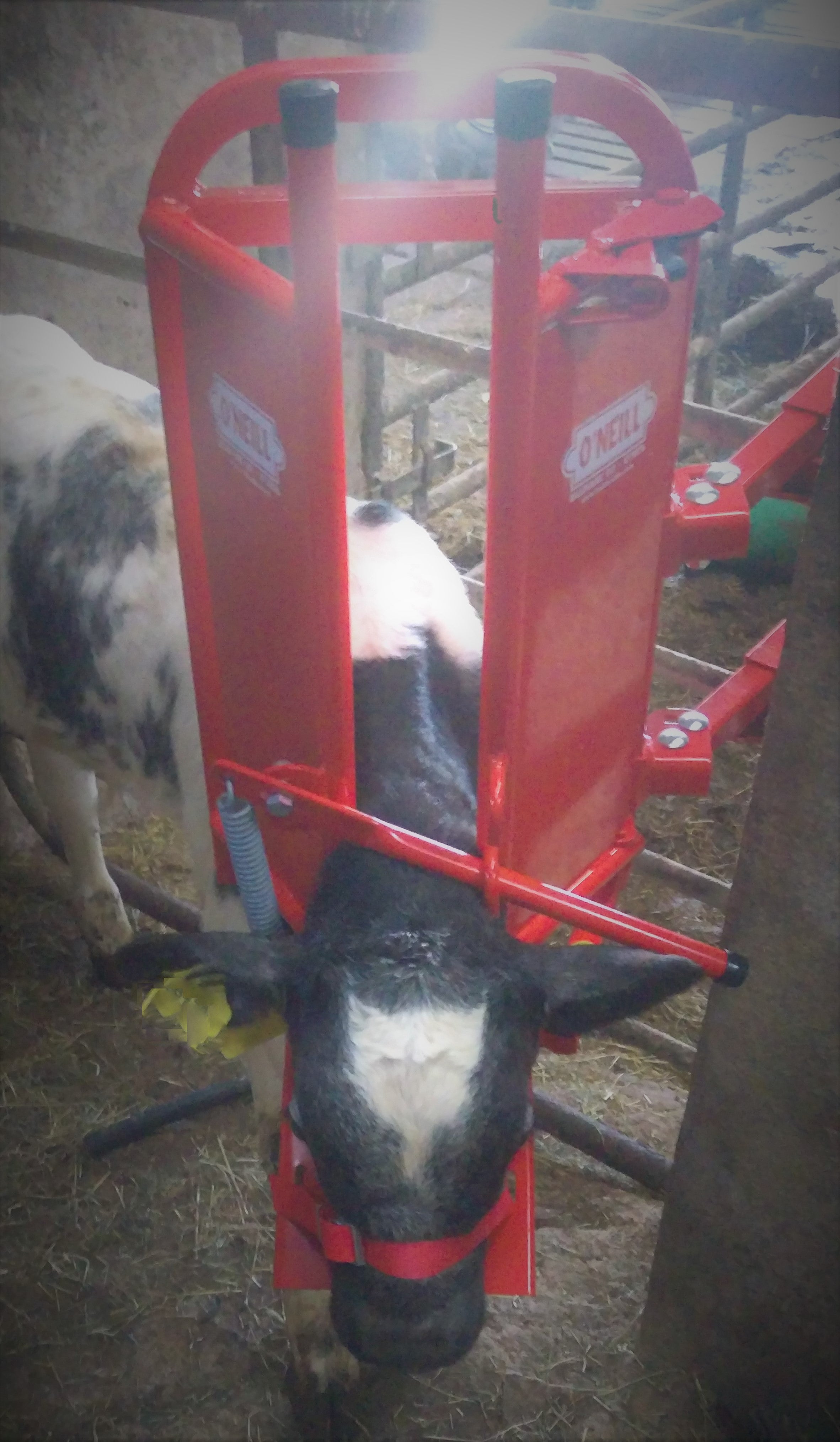 O’Neill Calf & Sheep Staller – Leam Agri Ltd
